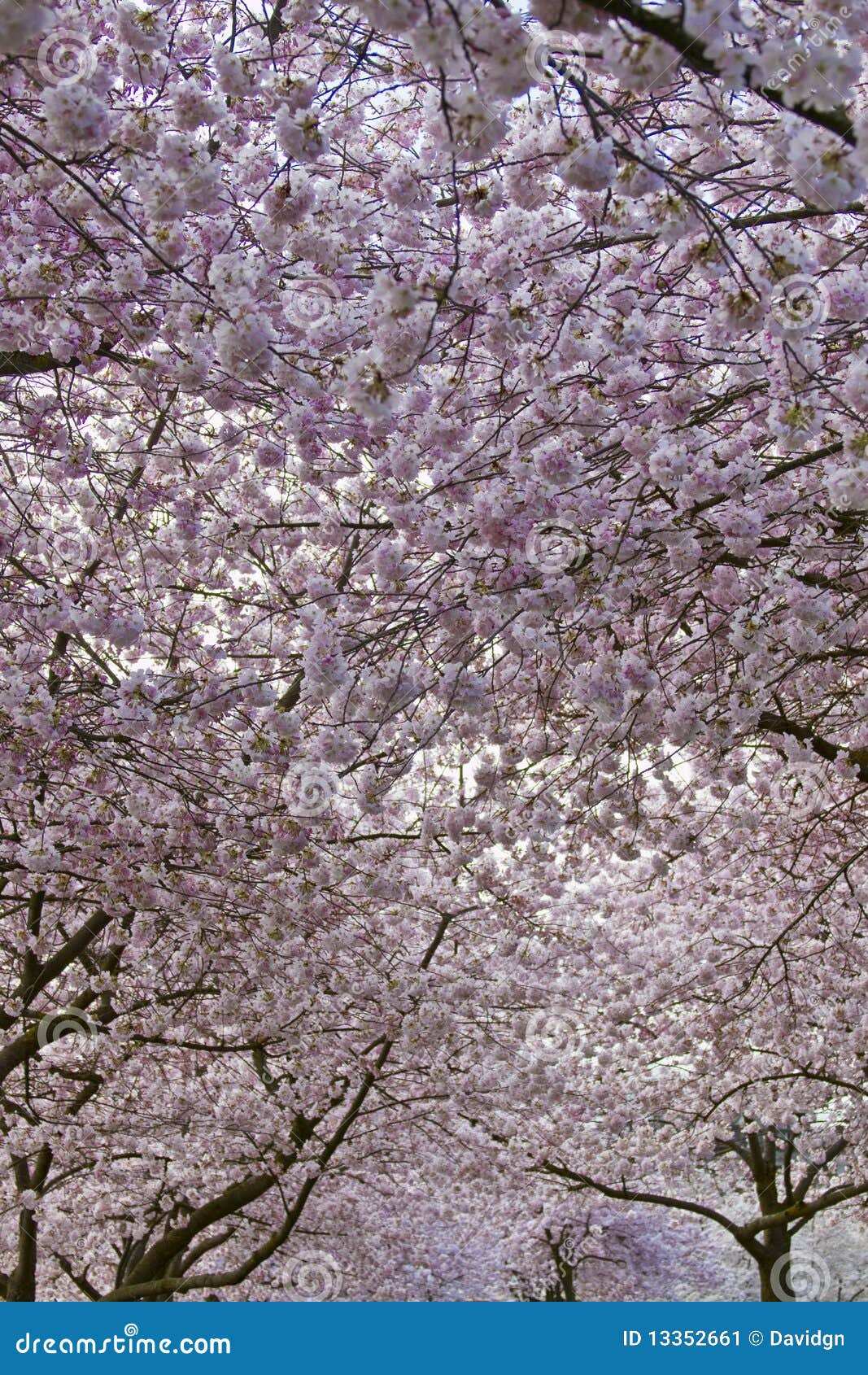 Cherry Blossom Canopy at Spring Time Stock Image - Image of outdoors ...