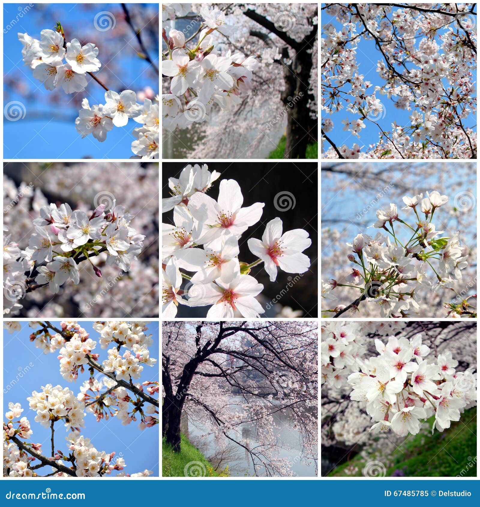 Cherry blossom collage stock image. Image of cherry, closeup - 67485785