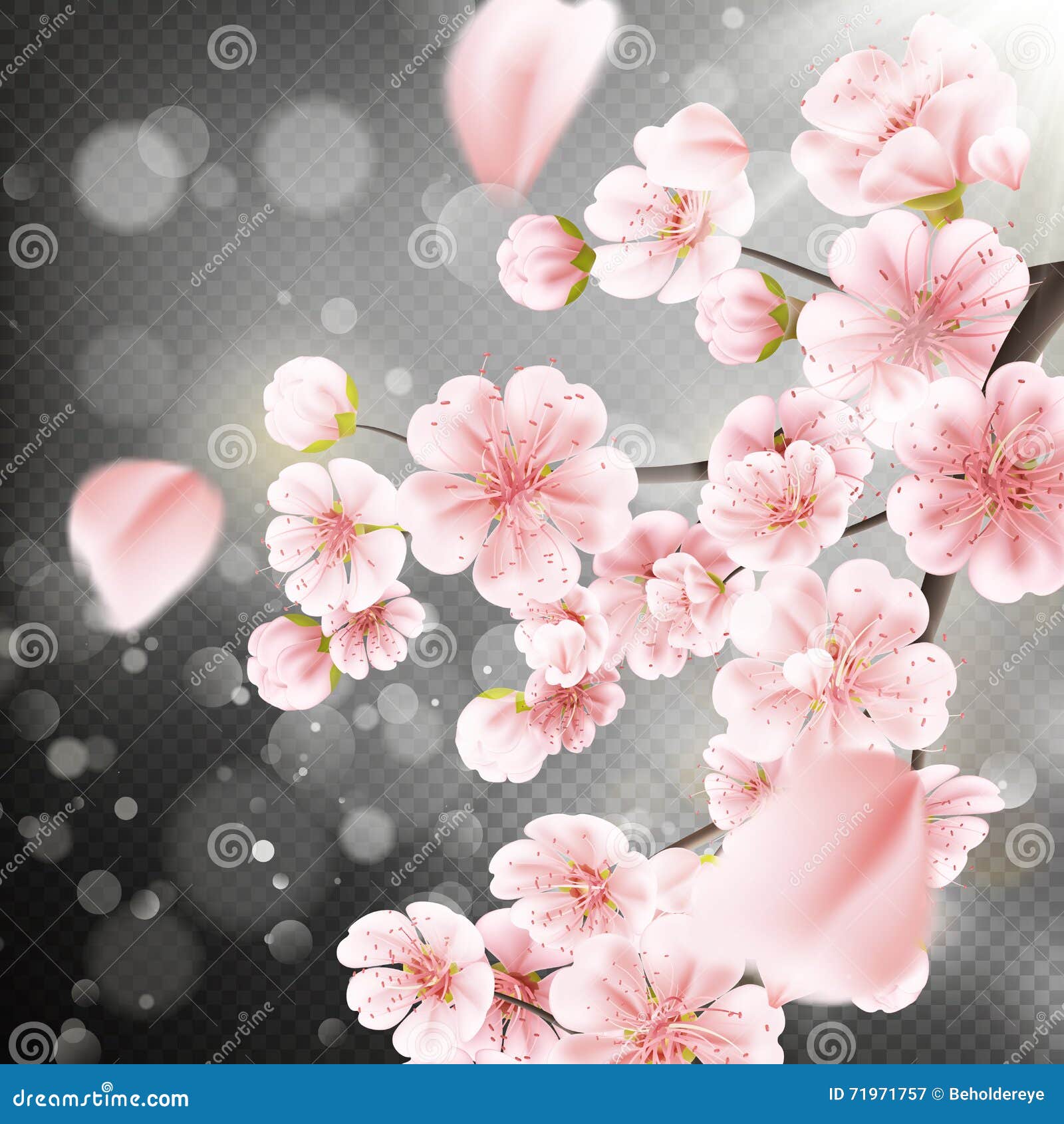 Cherry Blossom, Flores De Sakura EPS 10 Ilustración del Vector ...