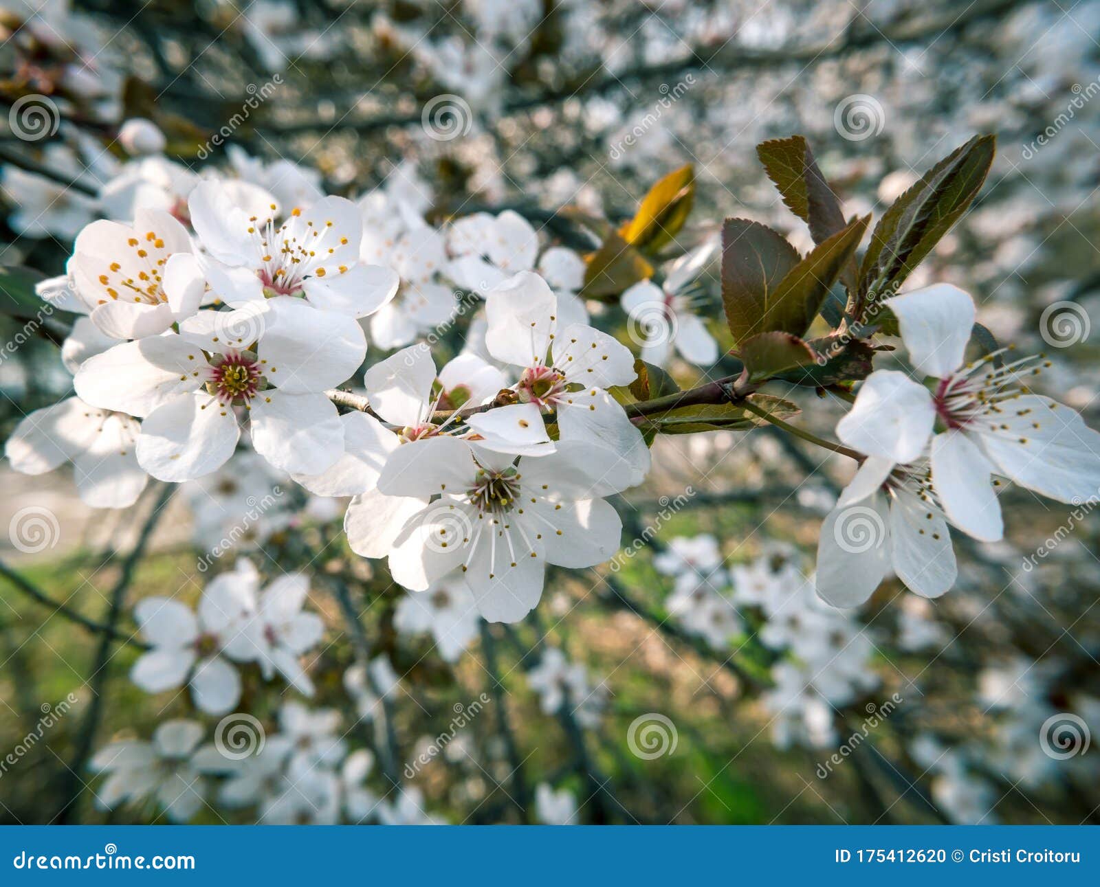 Cherry Blossom Flower at the Beginning of March Stock Photo - Image of ...
