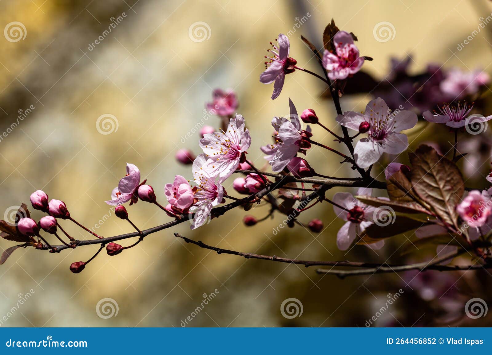 Cherry Blossom Flower in Blooming with Branch Stock Photo - Image of ...