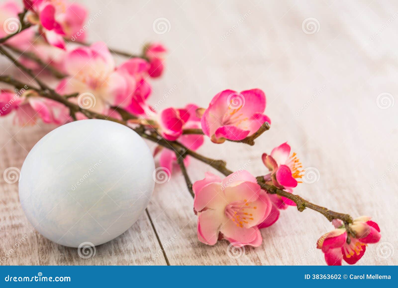 Cherry Blossom Flower Branches with One Pastel Blue Easter Egg Stock ...