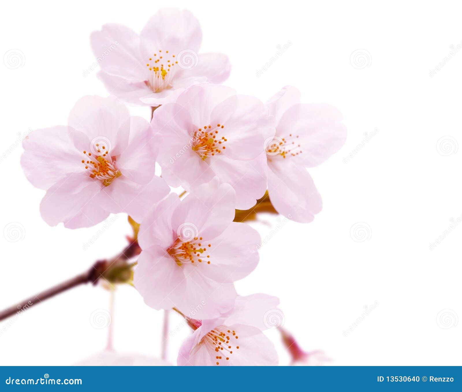 Cherry Blossom Flower Isolated Stock Photo - Image of flora, detail ...