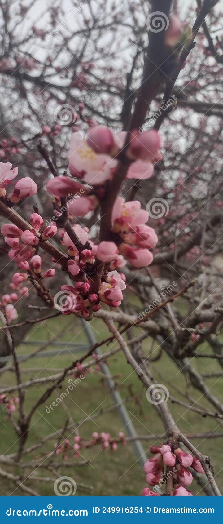 Cherry Blossom Flower on May Season Stock Photo - Image of food ...