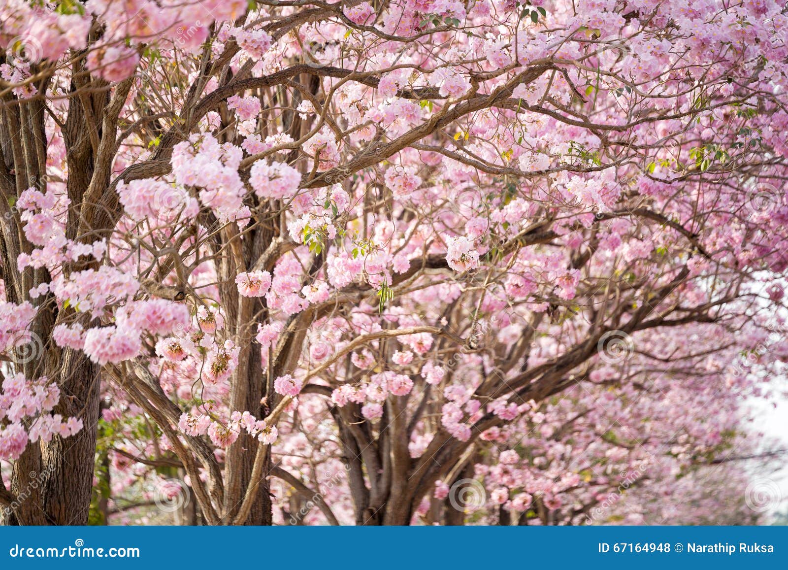 Cherry Blossom Flowers at Springtime Stock Photo - Image of beautiful ...