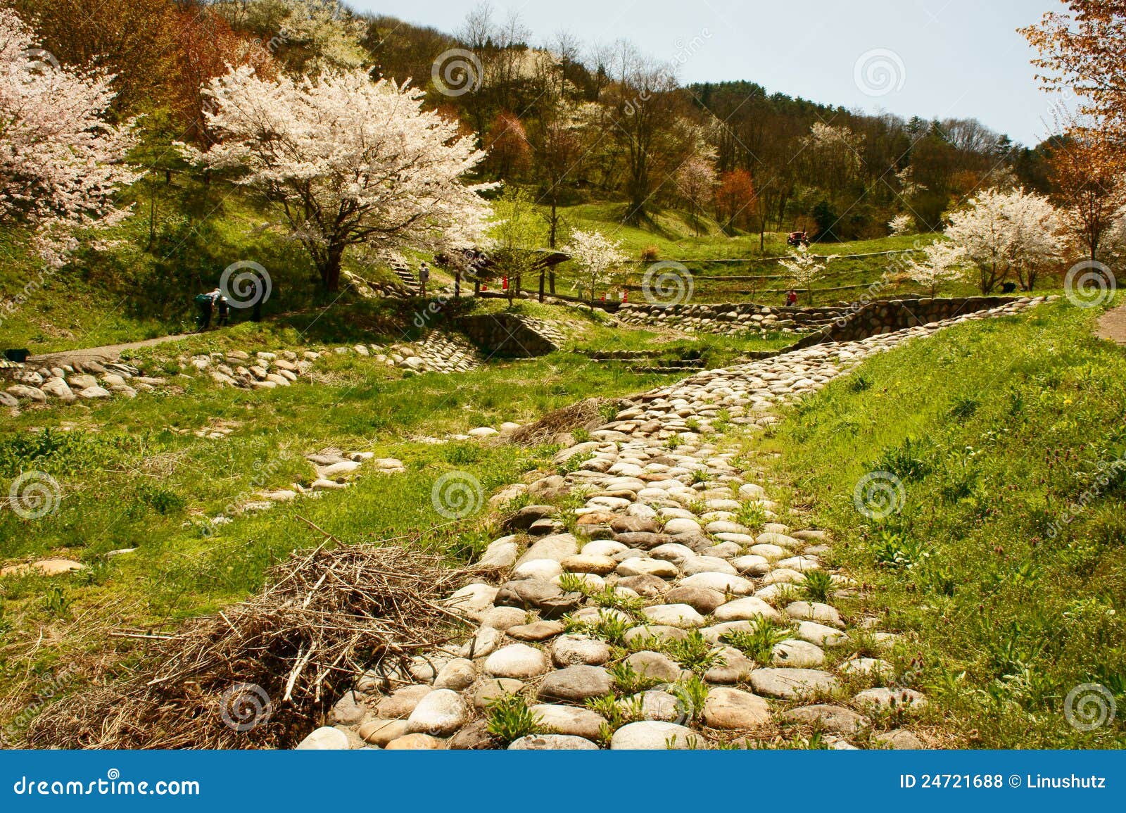 Cherry blossom forest stock photo. Image of flowering - 24721688