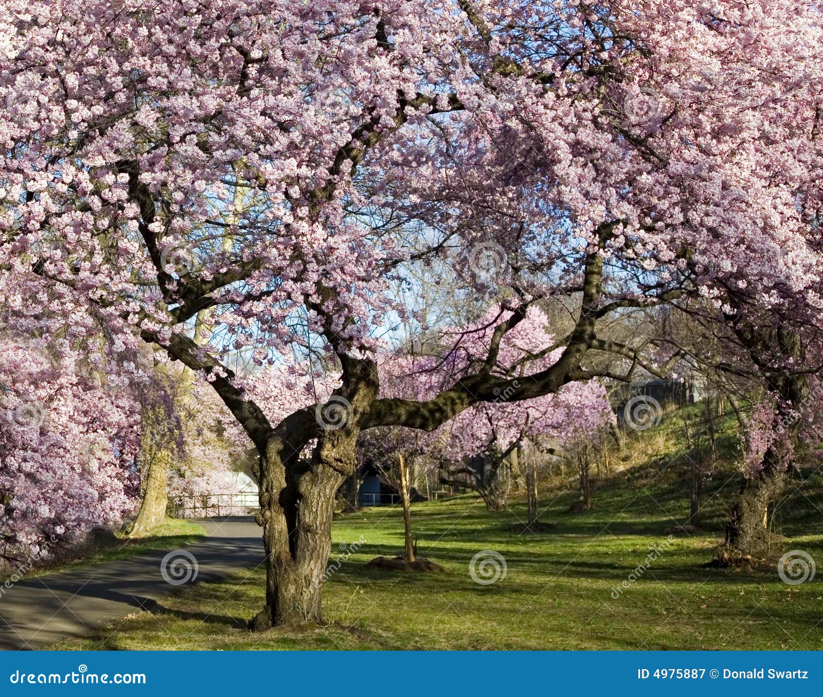 Cherry Blossom Forest stock image. Image of lawn, colorful - 4975887