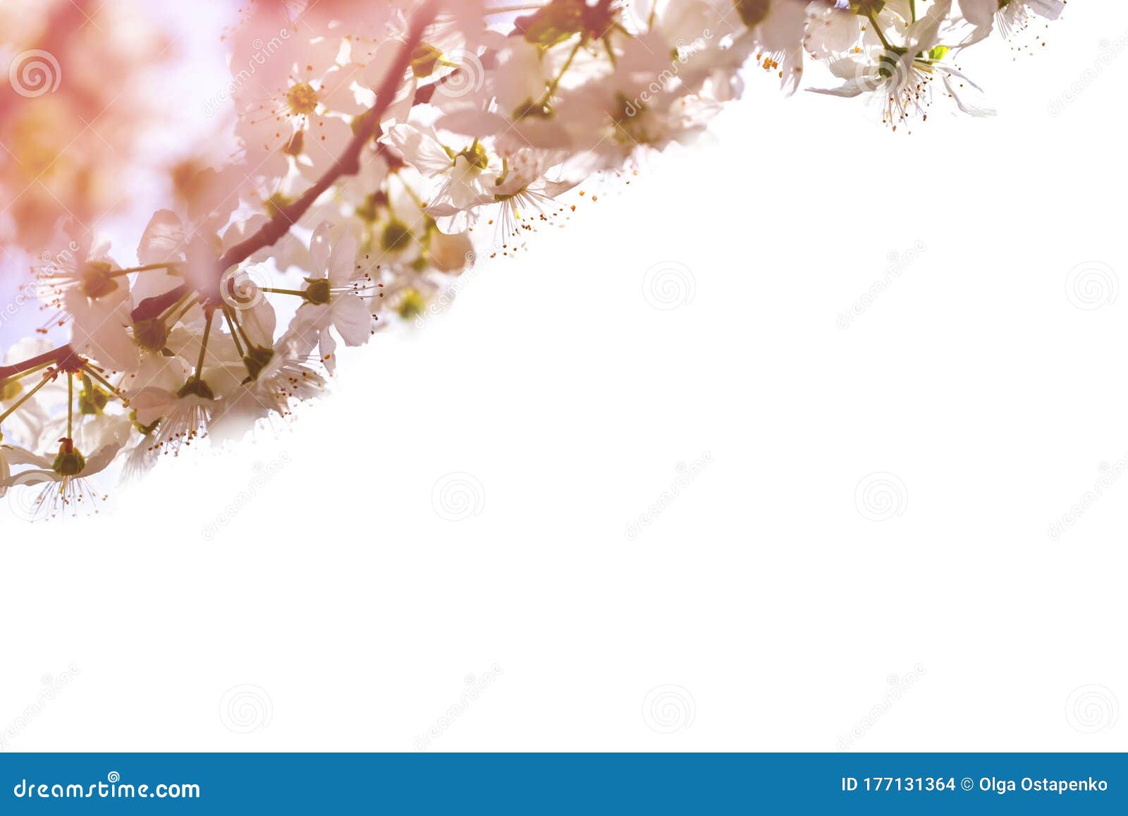 Cherry Blossom Frame Use As Background Stock Photo - Image of heart ...
