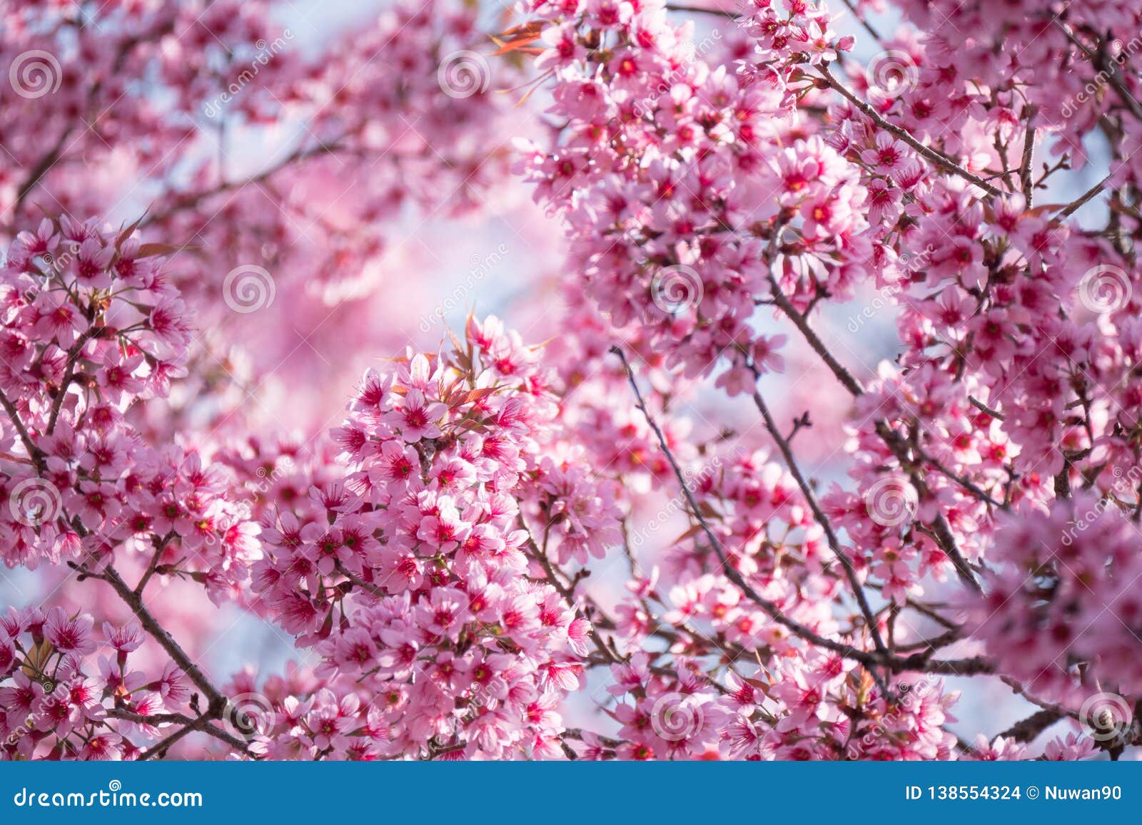 Cherry Blossom are Full Bloom Stock Photo - Image of hanami, nature ...