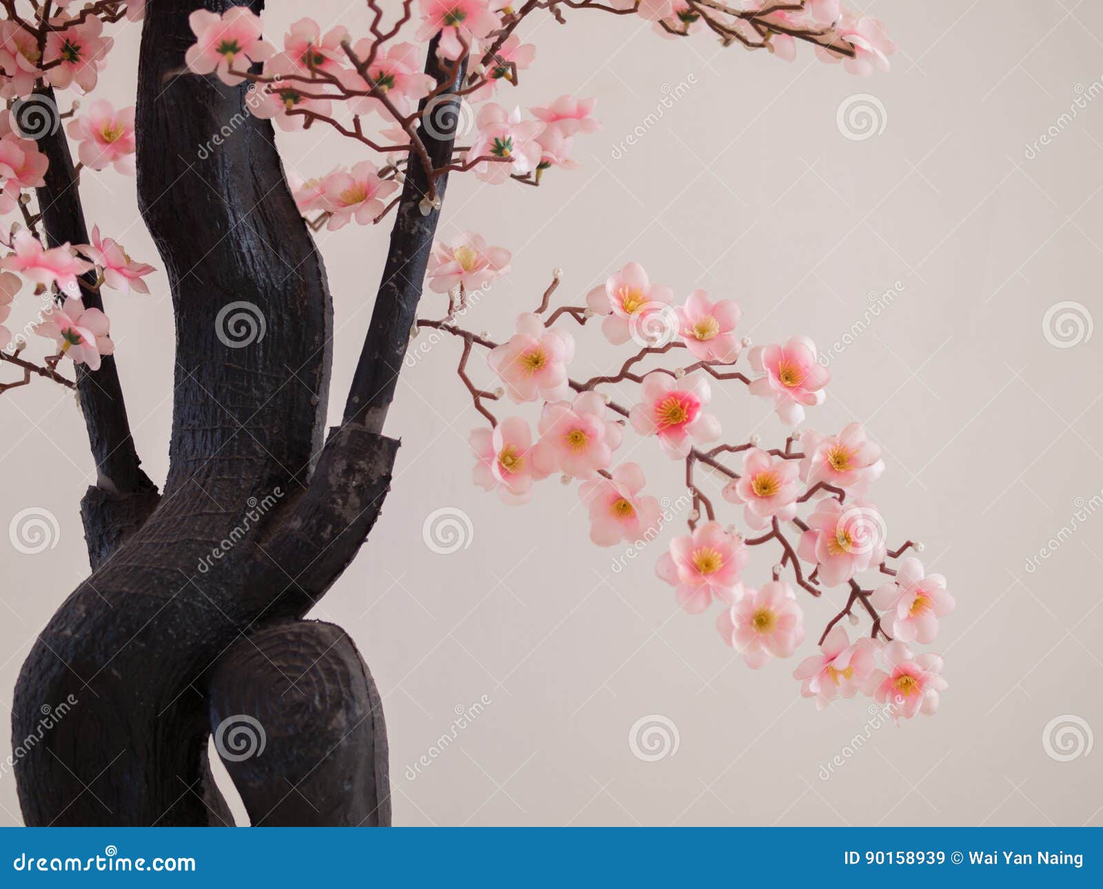 CHERRY BLOSSOM in FULL BLOOM Stock Image - Image of cheerful, japan ...