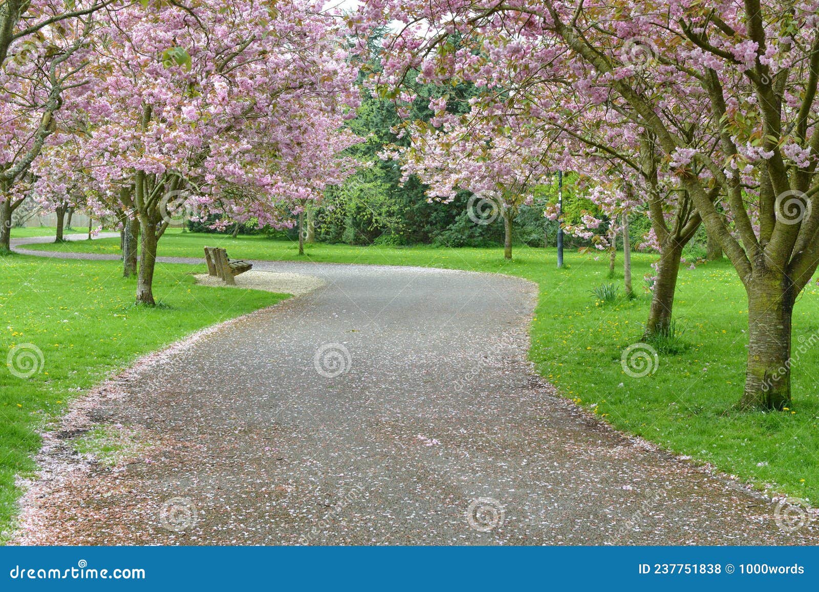 Cherry Blossom Garden Path in Spring Stock Photo - Image of japan ...