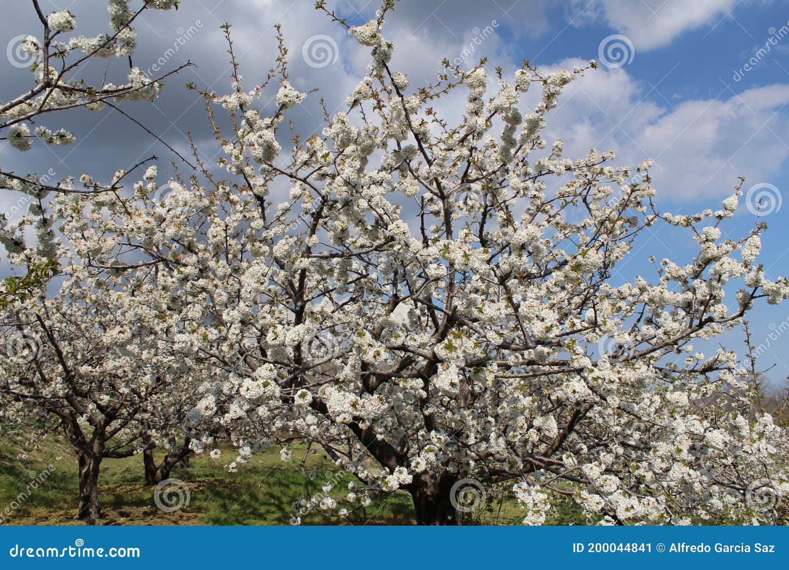Cherry Blossom at the Jerte Valley, Extremadura, Spain Stock Image ...