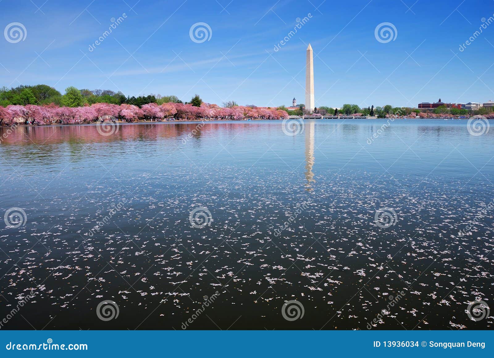 Cherry Blossom by Lake, Washington DC Stock Photo - Image of politics ...