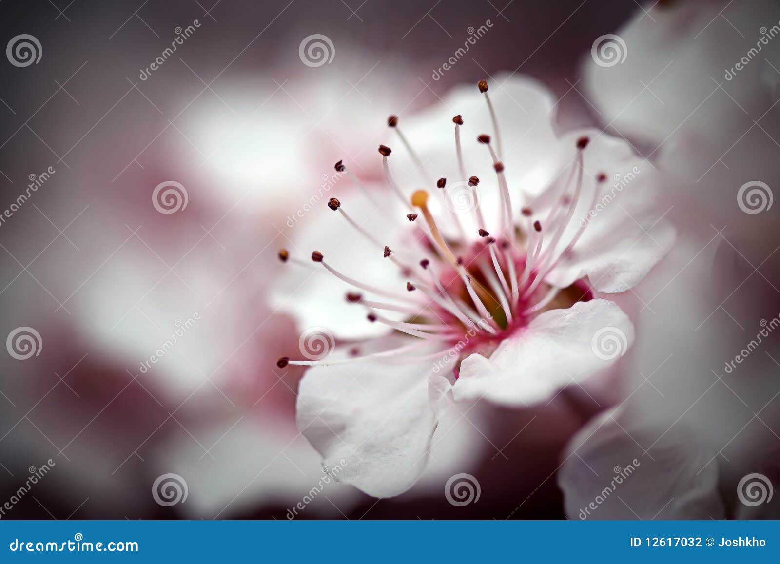 Cherry Blossom Macro Photography