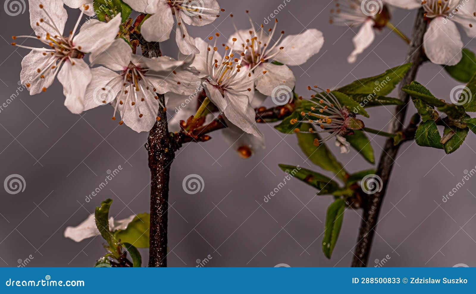 Cherry blossom stock image. Image of macro, nature, cherry - 288500833