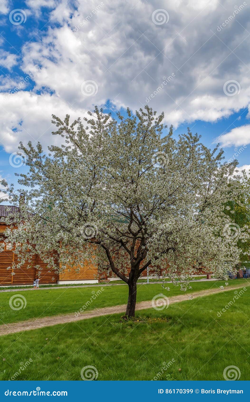 Cherry Blossom, Moscow, Russia Stock Image - Image of cherry, tree ...