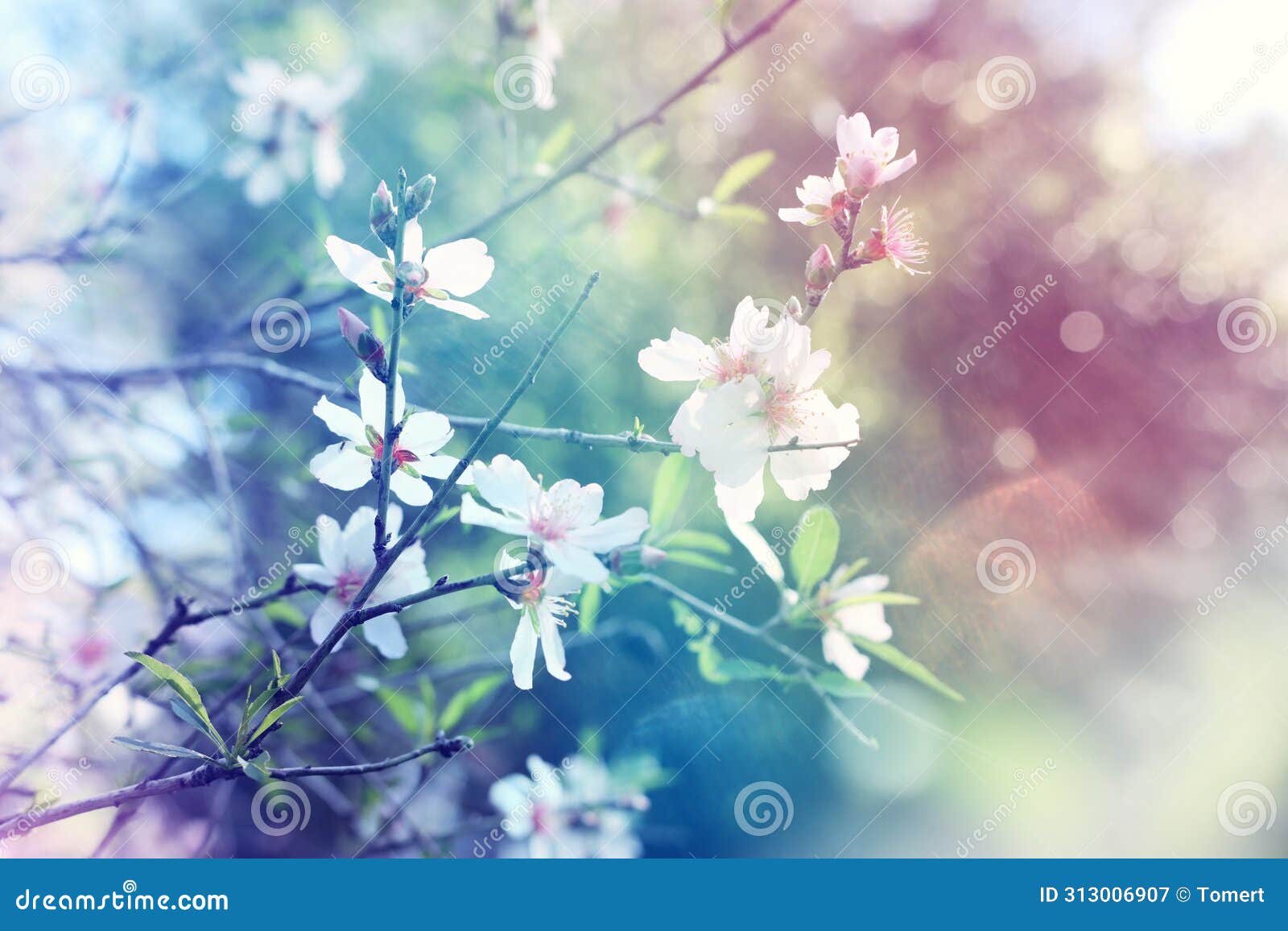 Cherry Blossom in Nature. Dreamy Pastel Colors Stock Image - Image of ...
