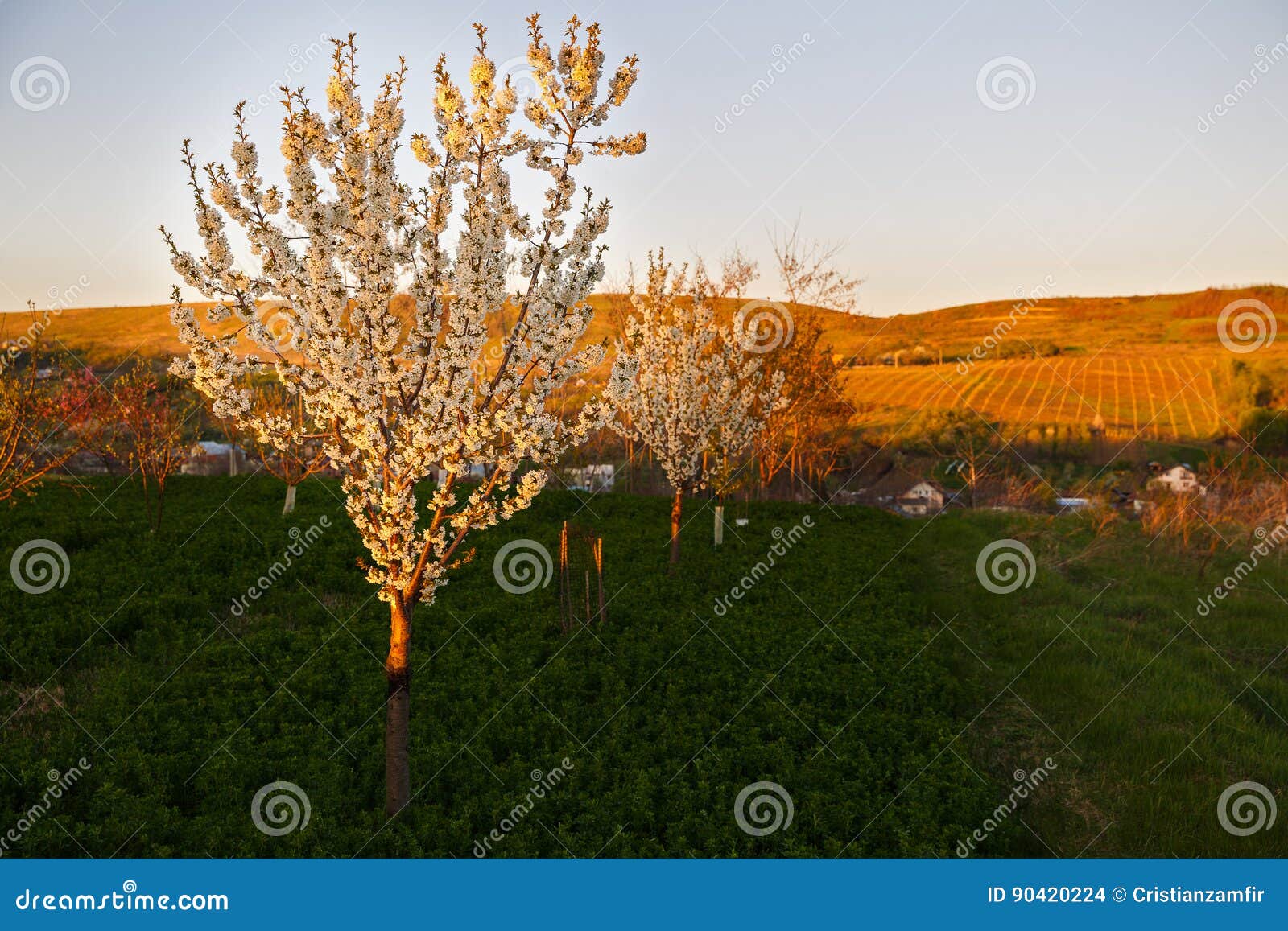 Cherry Blossom in the Orchard Stock Photo - Image of flower, freshness ...