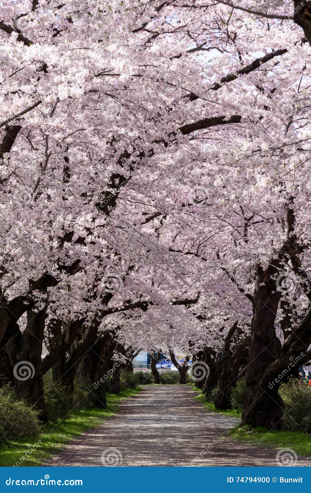 Cherry Blossom Path Way through a Beautiful Garden Stock Photo - Image ...