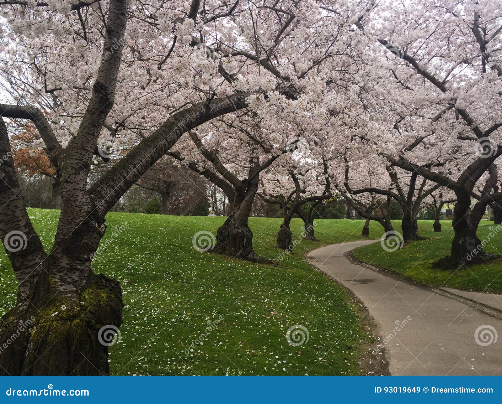 Cherry blossom pathway stock image. Image of season, beauty - 93019649
