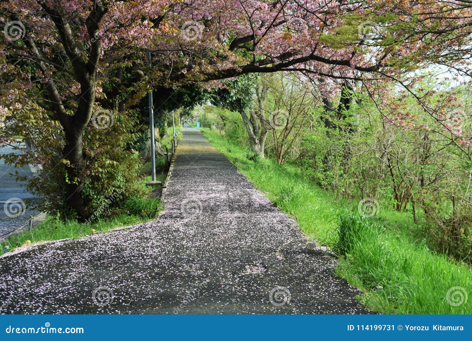 Cherry Blossom Petals on the Path Stock Image - Image of path, flowers ...