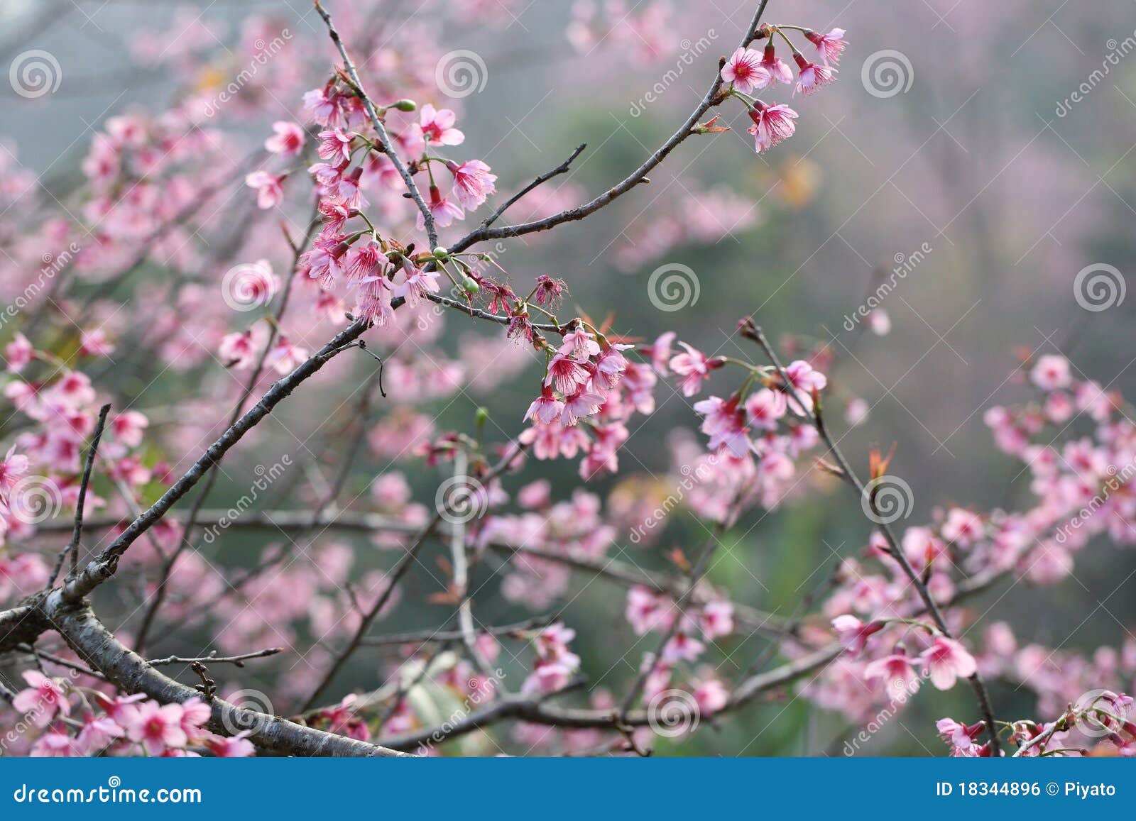 Cherry Blossom , Pink Sakura Flower with Rain Drop Stock Photo - Image ...