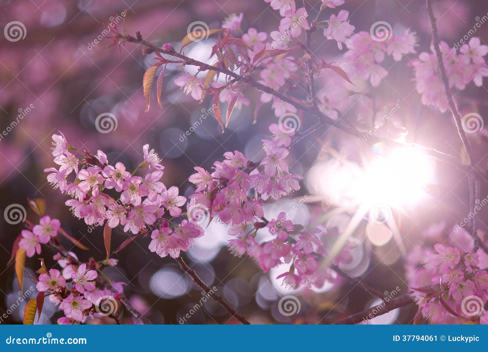 Cherry Blossom or Pink Sakura Flower with Sunbeam Stock Image - Image ...