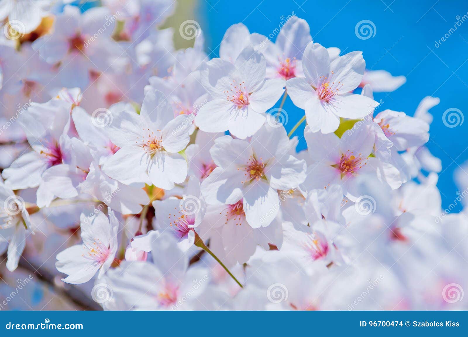 Cherry Blossom, Prunus Serrulata, Full Bloom Stock Photo - Image of ...