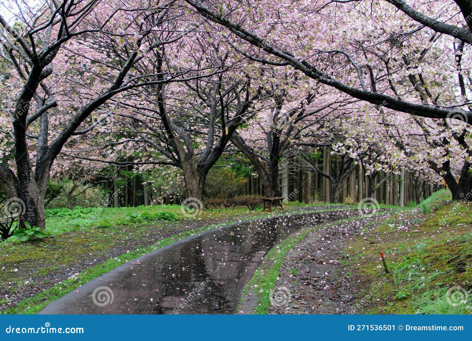 Cherry blossom in the rain stock image. Image of rain - 271536501