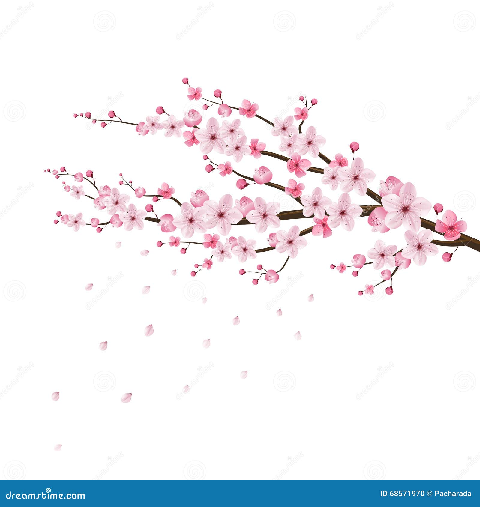 Cherry Blossom Realistic Vector, Sakura, Japan Stock Vector ...