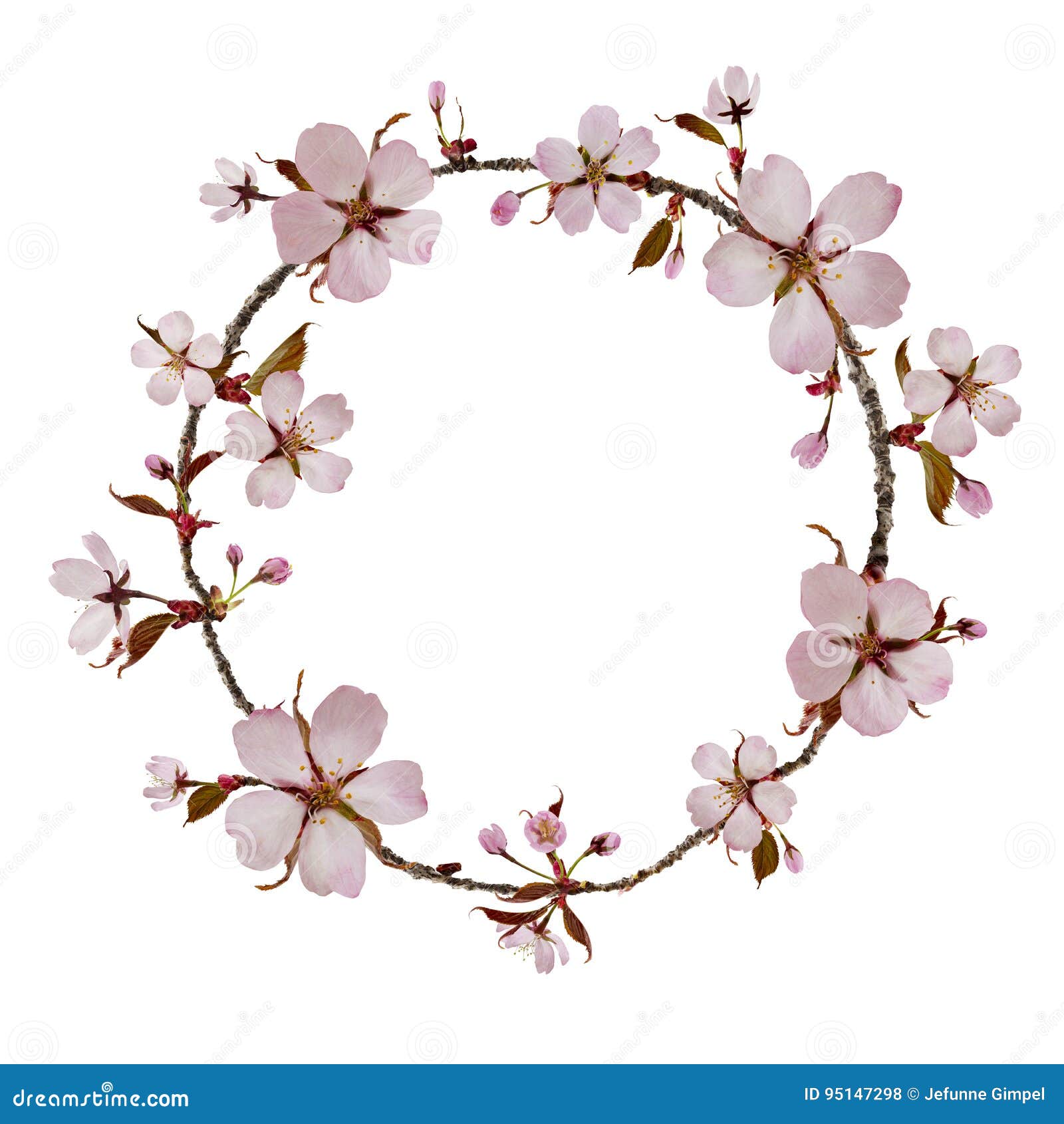 Cherry Blossom Ring stock photo. Image of branch, petal - 95147298