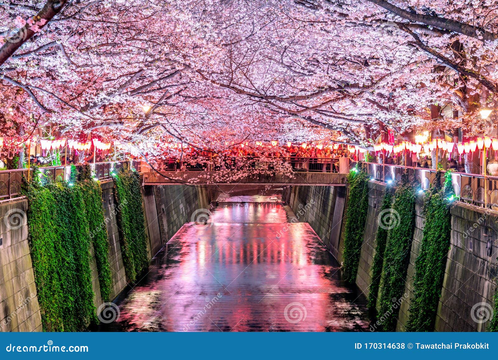 Cherry Blossom Rows Along the Meguro River in Tokyo, Japan. Stock Photo ...