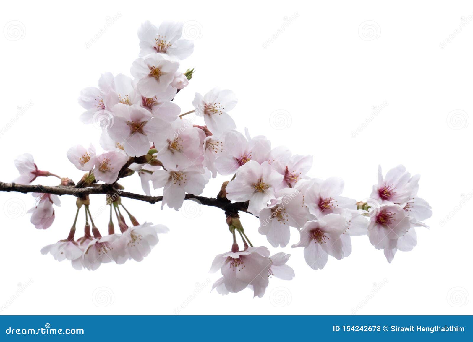Cherry Blossom, Sakura Branch with Flowers Isolated on White Background ... Cherry Blossom, Sakura Branch with Flowers Isolated on White Background ...