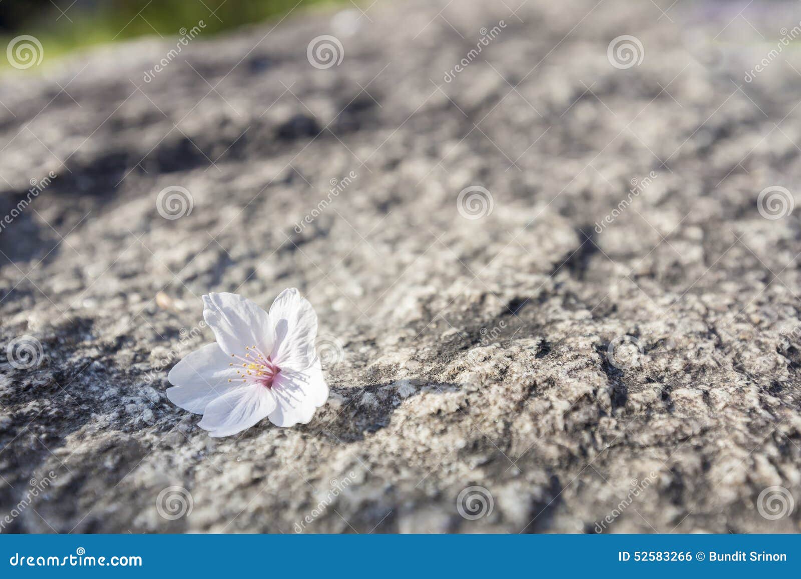 A Cherry Blossom (sakura) Dropped on Ground Stock Photo - Image of ...
