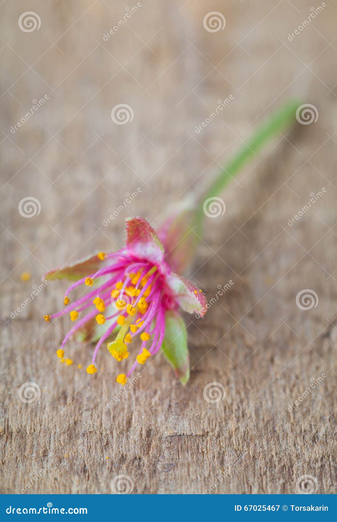 Cherry Blossom Sakura Flower Stock Image - Image of background, beauty ...