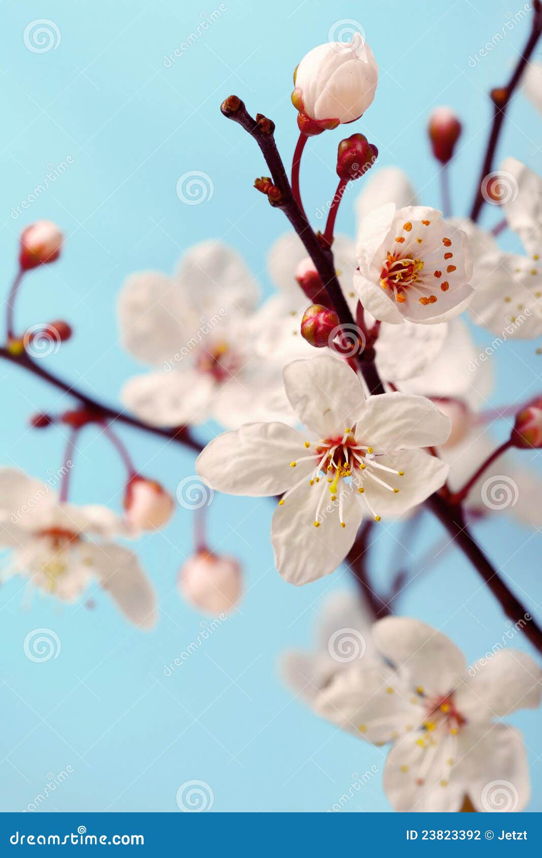 Cherry Blossom (sakura Flowers), on Blue Stock Photo - Image of focus ...