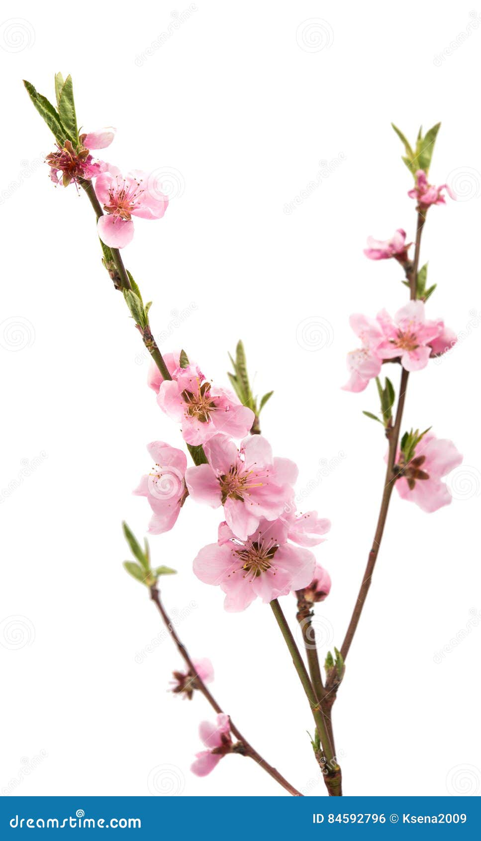 Cerejeira Tree Photos - Free & Royalty-Free Stock Photos from Dreamstime