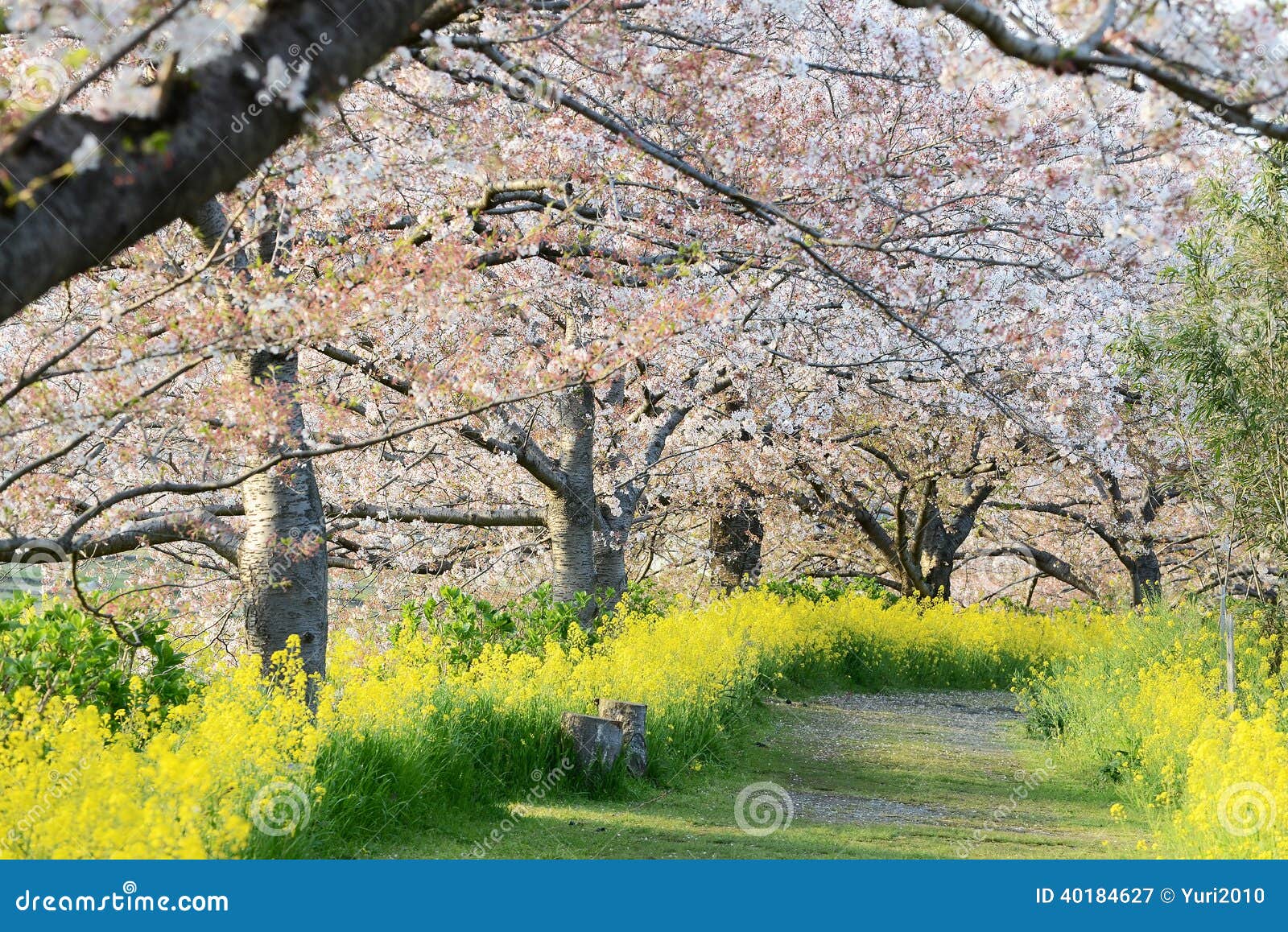 Cherry Blossom (Sakura) in Garden of Japan Stock Image - Image of tree ...