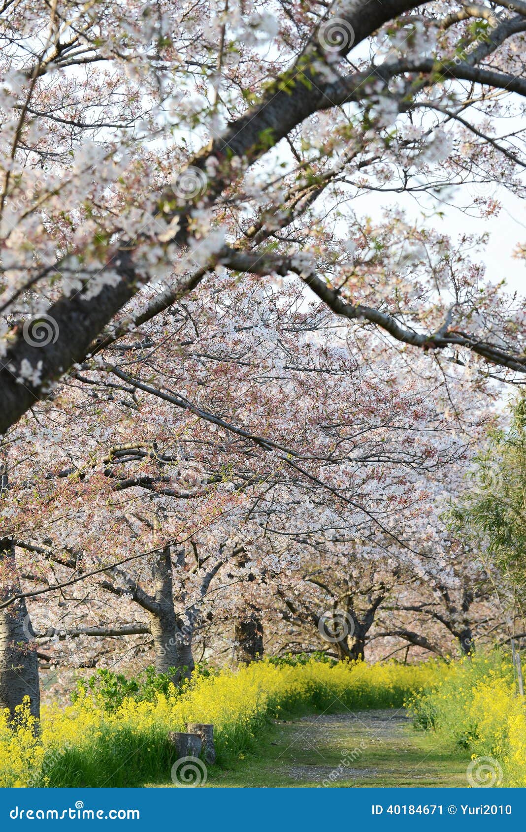Cherry Blossom (Sakura) in Garden of Japan Stock Image - Image of plant ...