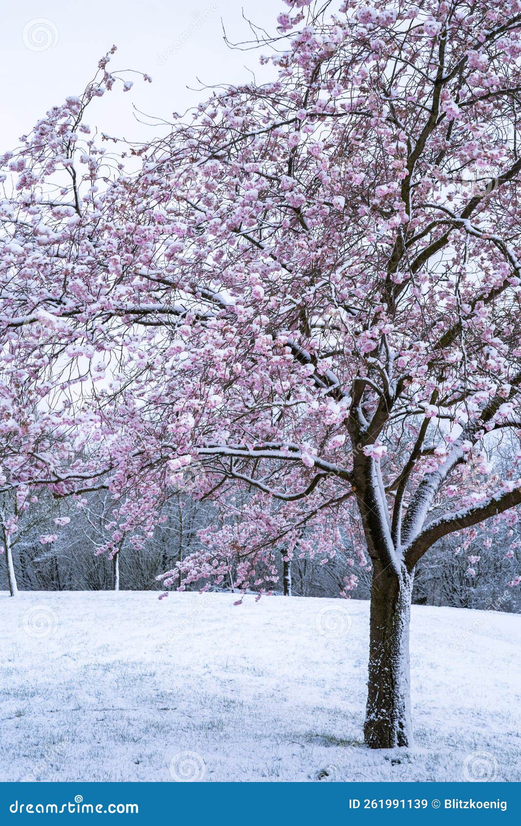 Cherry Blossom Sakura in Snow Stock Image - Image of snow, blossom ...