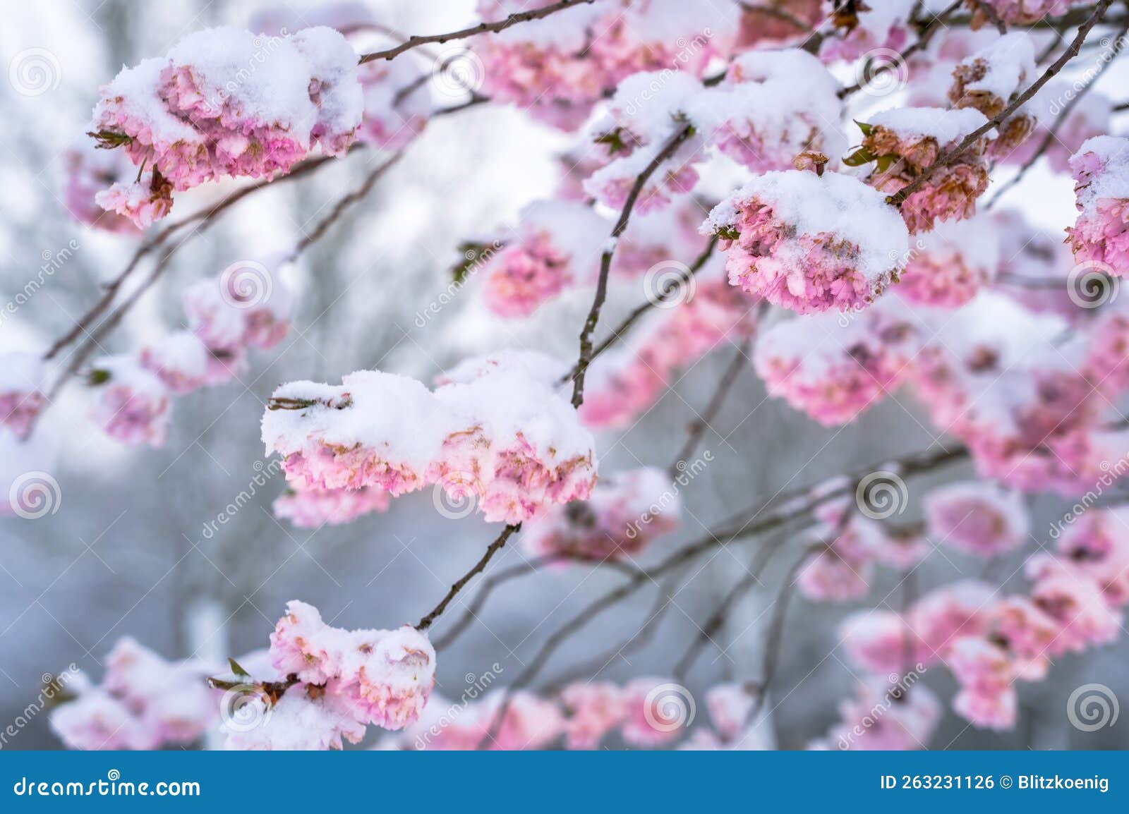 Cherry Blossom Sakura in Snow Stock Photo - Image of garden, flower ...