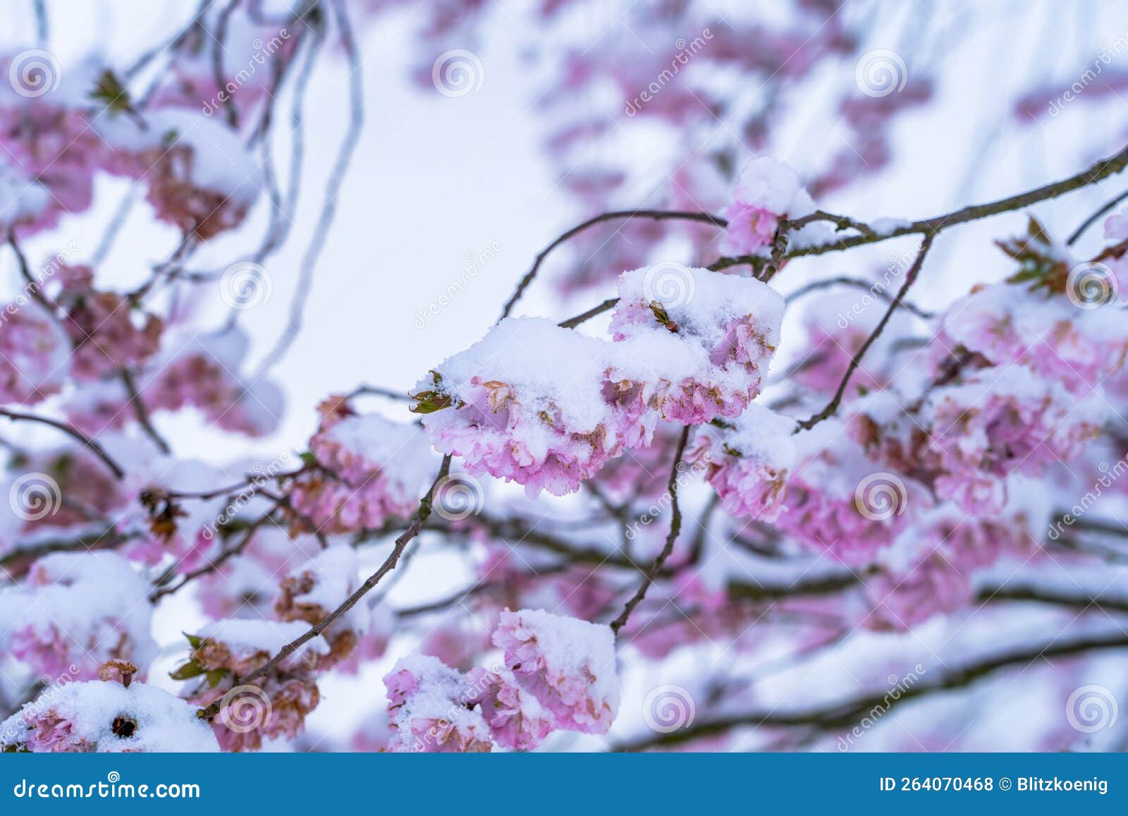Cherry Blossom Sakura in Snow Stock Photo - Image of plant, people ...