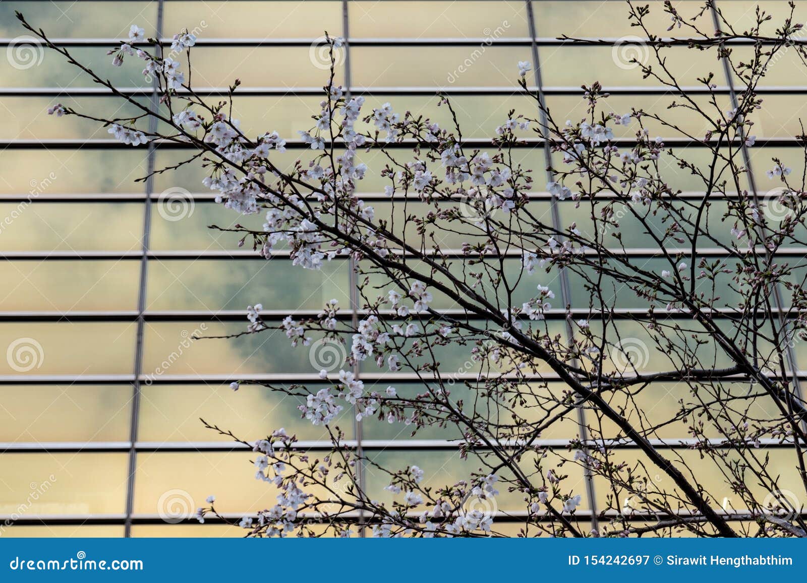 Cherry Blossom Sakura Tree in Bloom on Glass Office Building Background ...