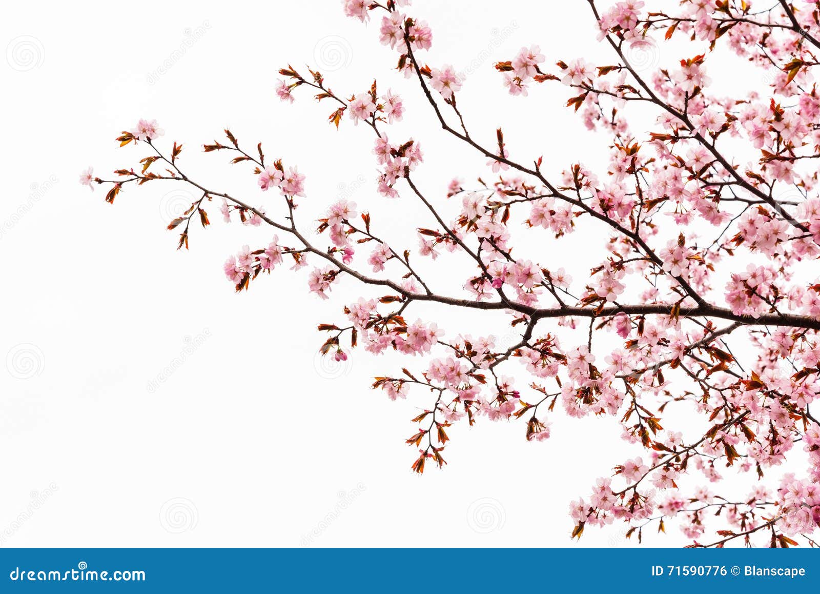 Cherry Blossom or Sakura Tree Isolated Stock Illustration ... Cherry Blossom or Sakura Tree Isolated Stock Illustration ...