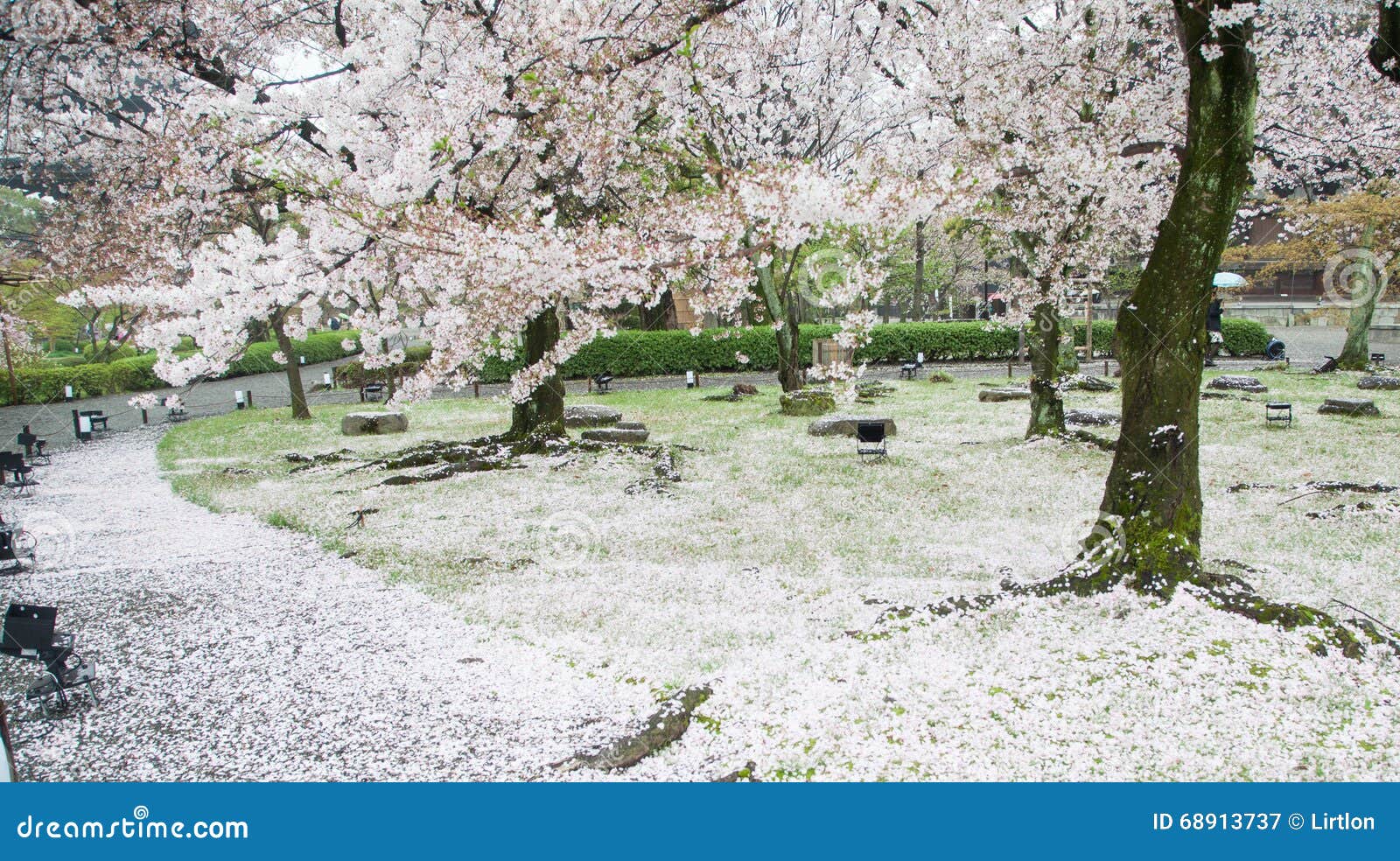 Cherry blossom season stock image. Image of floral, plant - 68913737