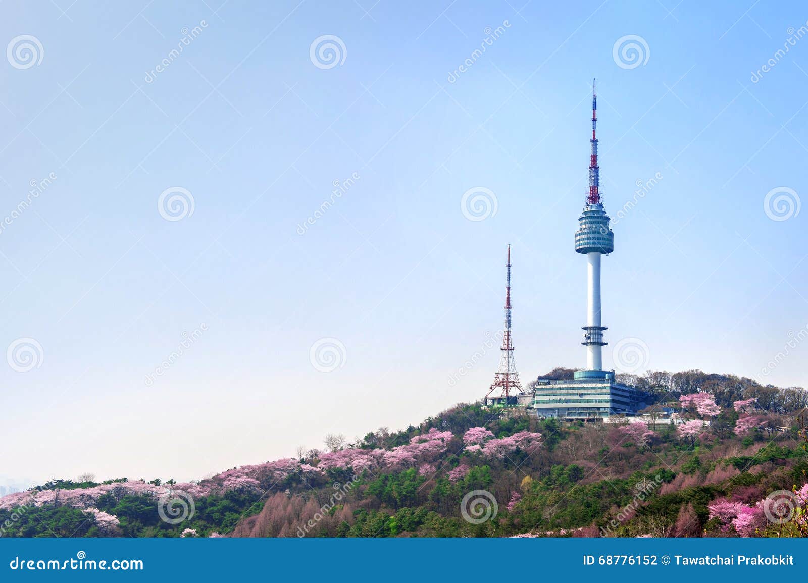 Cherry Blossom in Seoul Tower in Spring. Stock Photo - Image of closeup ...