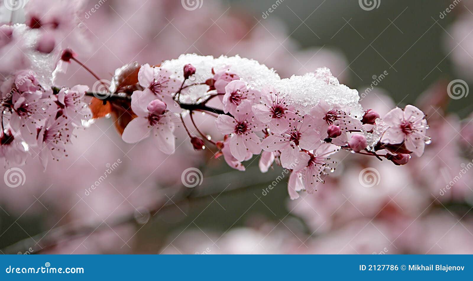 Cherry Blossom and Snow 1 stock photo. Image of march - 2127786