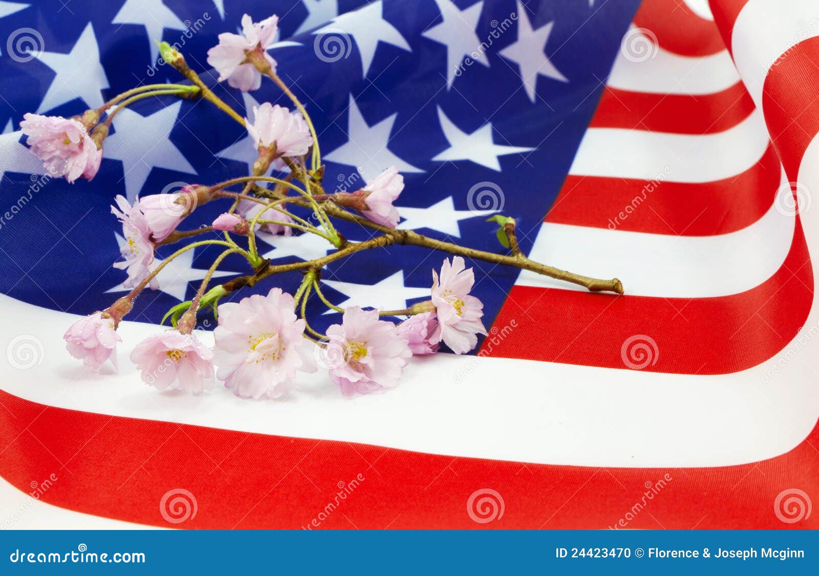 Cherry Blossom Sprig on American Flag Stock Photo - Image of blossom ...