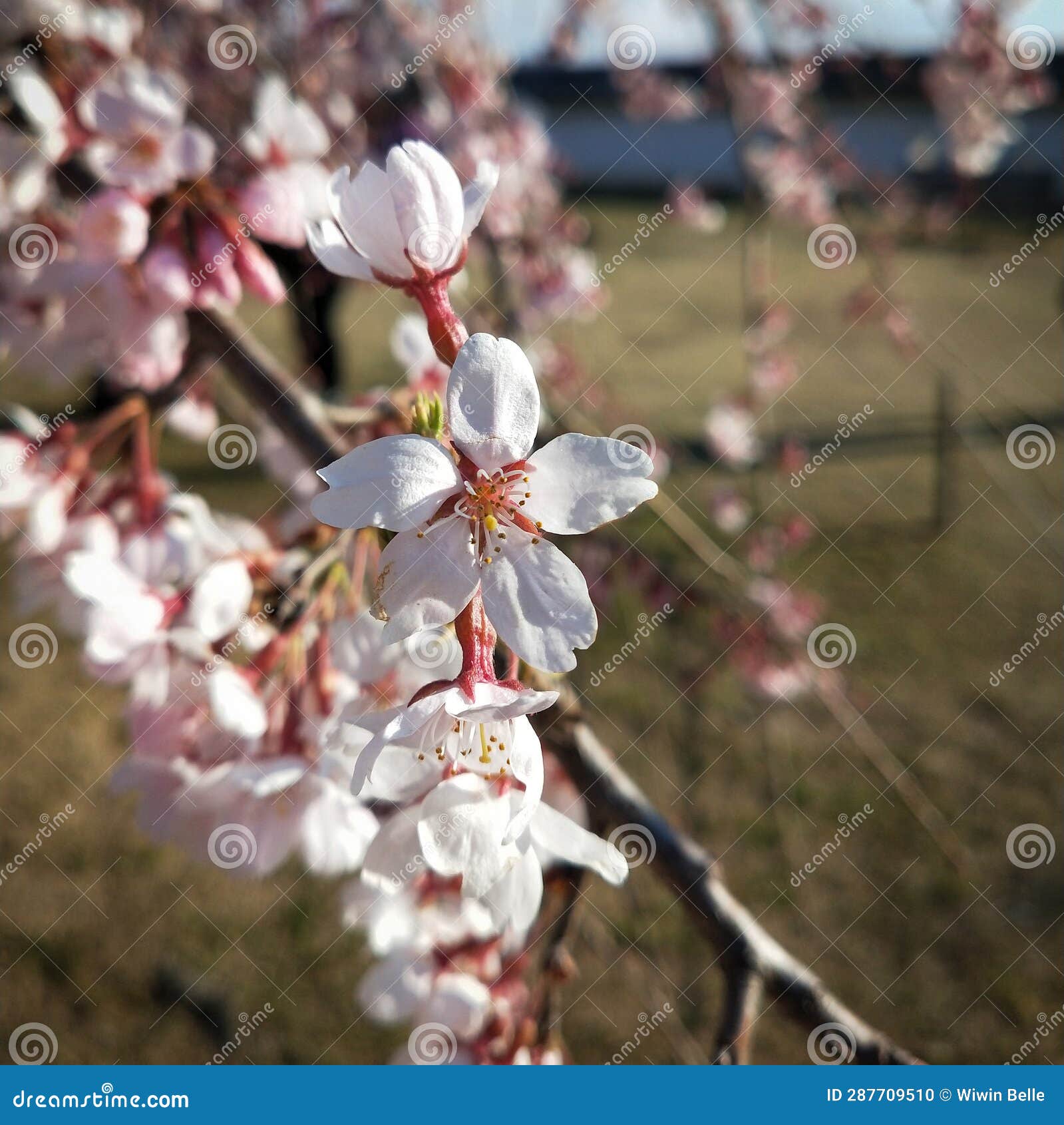 Cherry Blossom in Spring, Close-up of the Flower Stock Photo - Image of ...