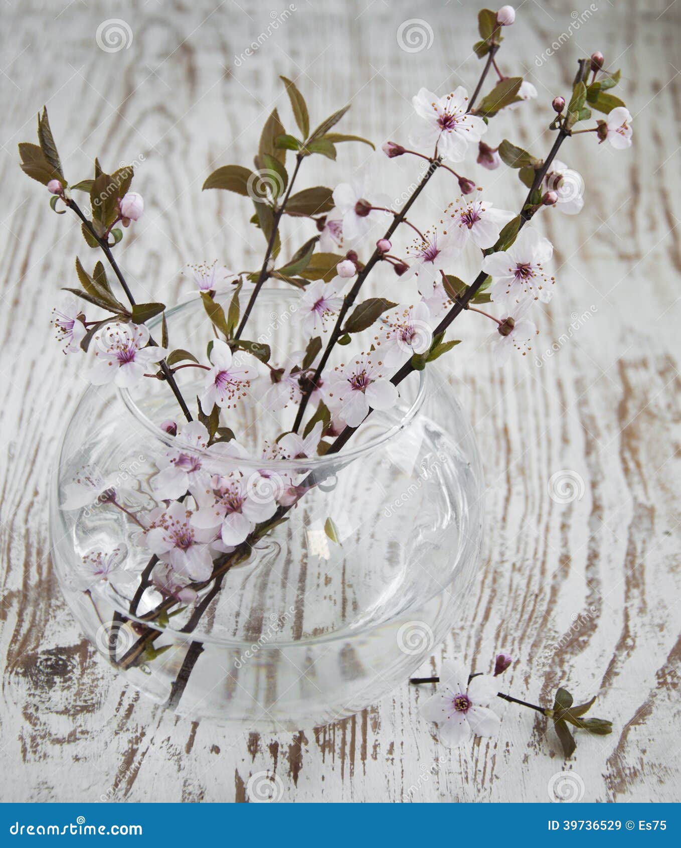 Cherry blossom stock image. Image of fruit, pink, season - 39736529